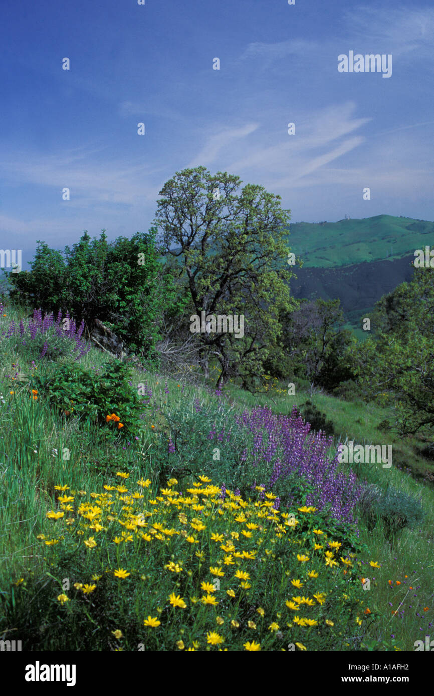 California, Mt Diablo, Spring flowers on East Trail Stock Photo - Alamy