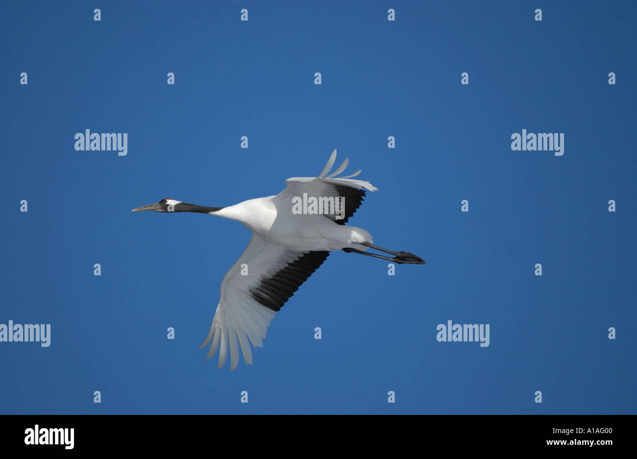 Japanese Red crowned Crane in flight Hokkaido Japan Stock Photo - Alamy