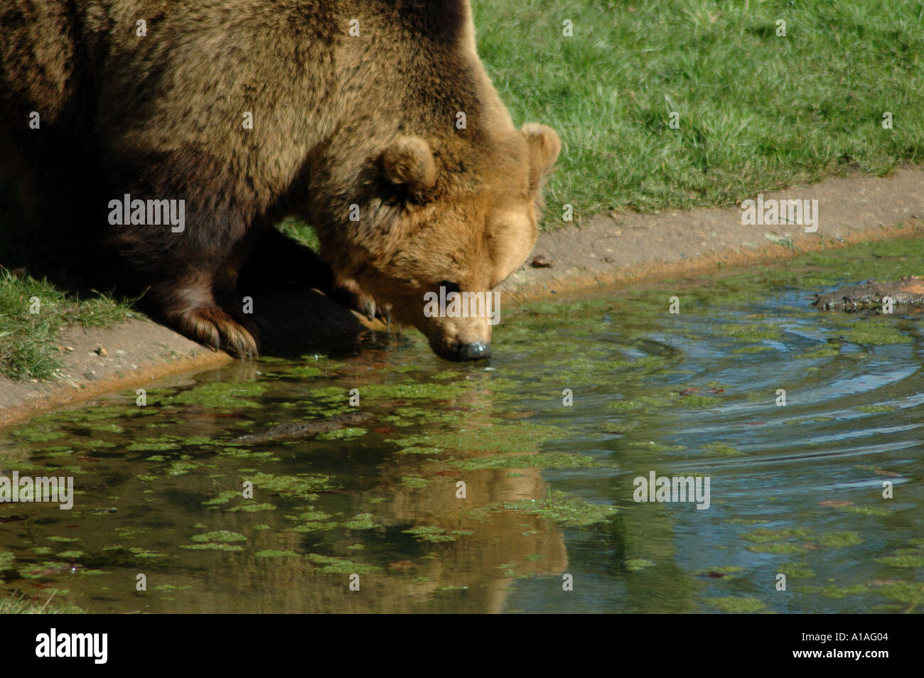 Brown bear drinking Stock Photo - Alamy