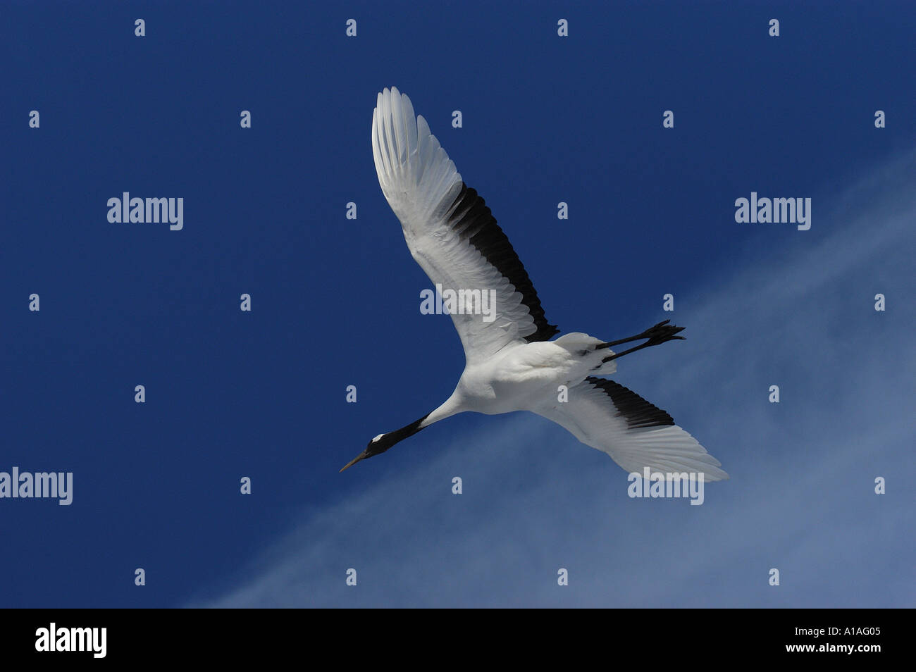 Japanese Red crowned Crane in flight Hokkaido Japan Stock Photo - Alamy