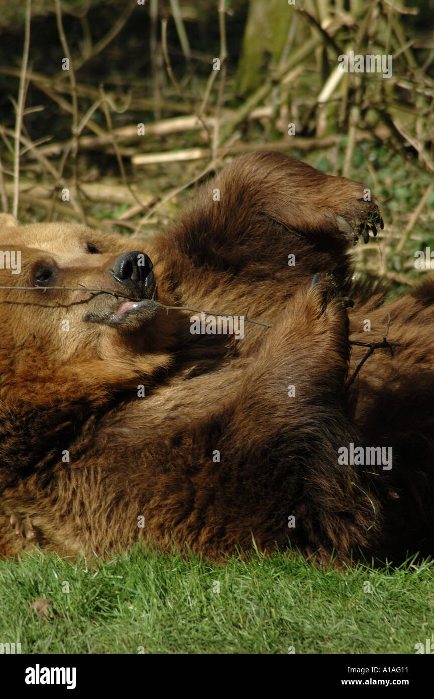 Brown bear eating and rolling on it s back Stock Photo - Alamy