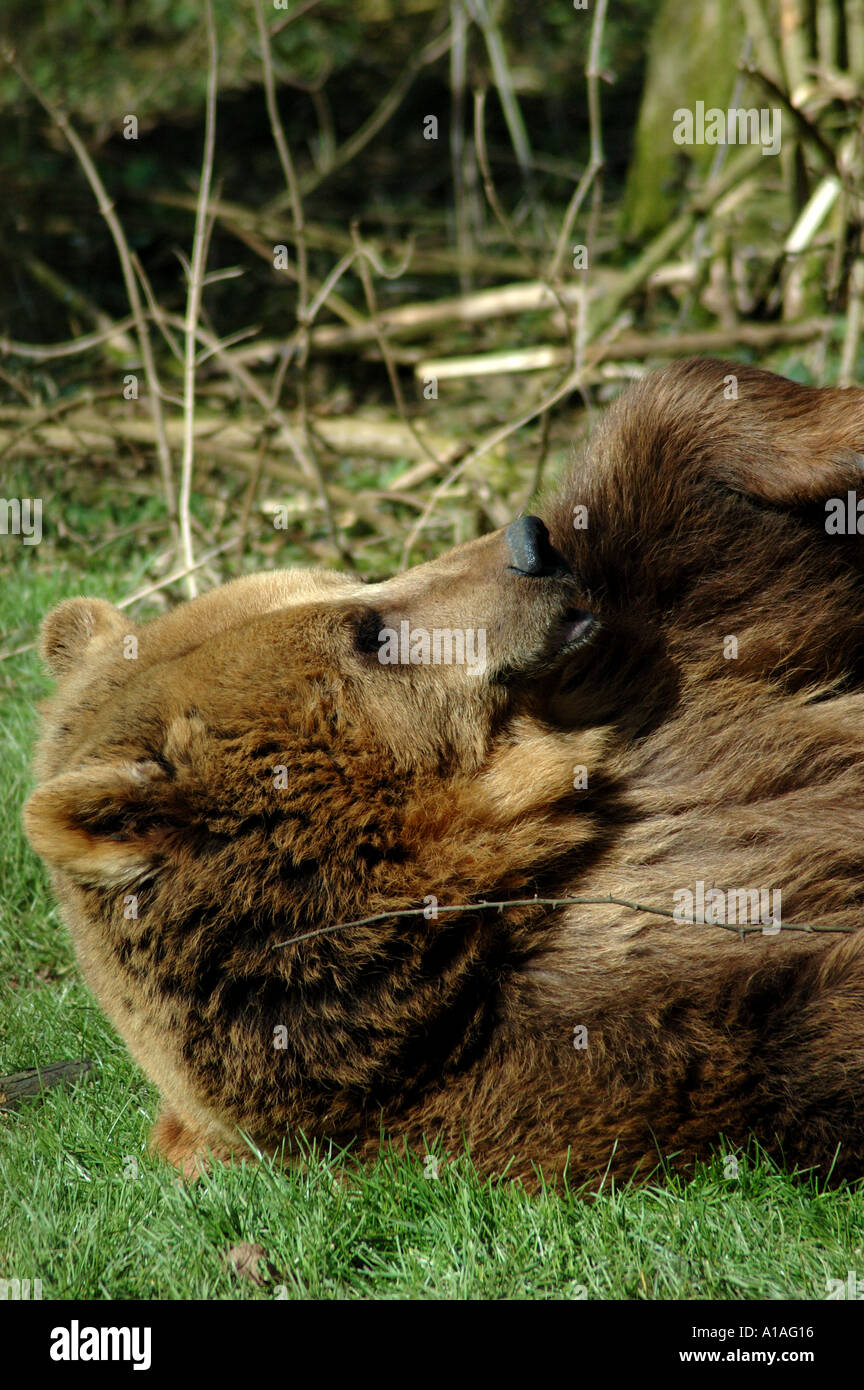 Brown bear rolling on back hi-res stock photography and images - Alamy