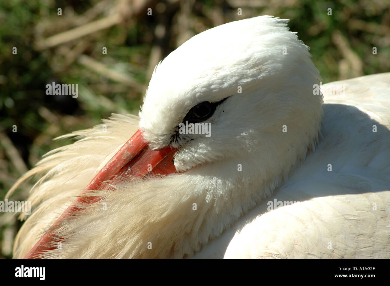 head and beak of a white stork Stock Photo - Alamy