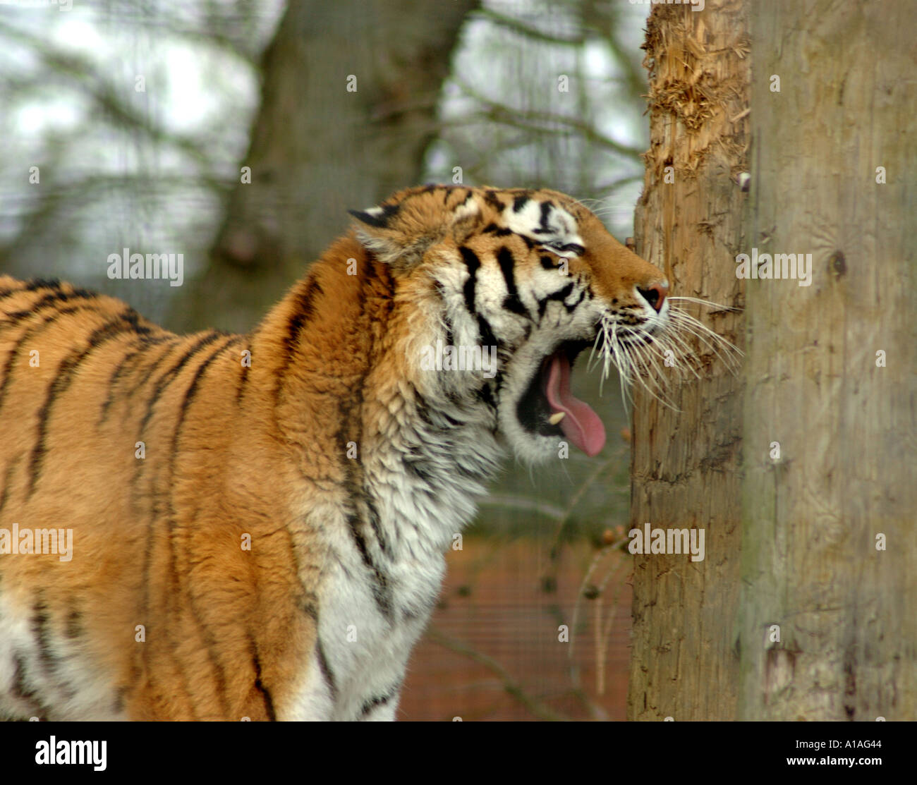 yawning head of a siberian tiger Stock Photo - Alamy