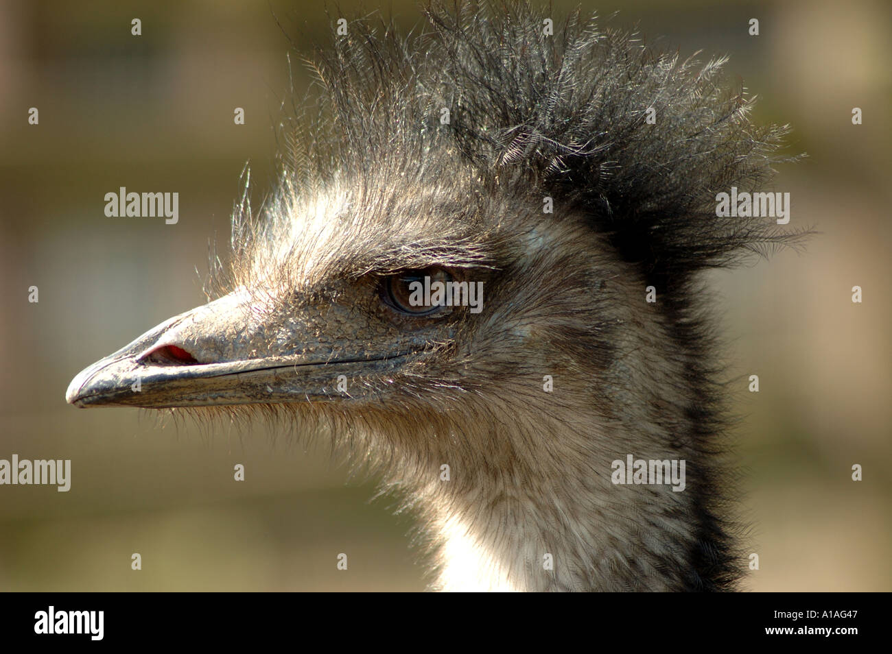 Head shot of an Emu Stock Photo - Alamy