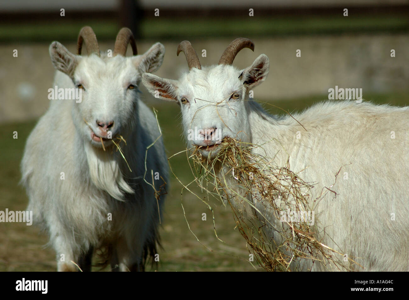 Two white goats eating an looking on Stock Photo - Alamy