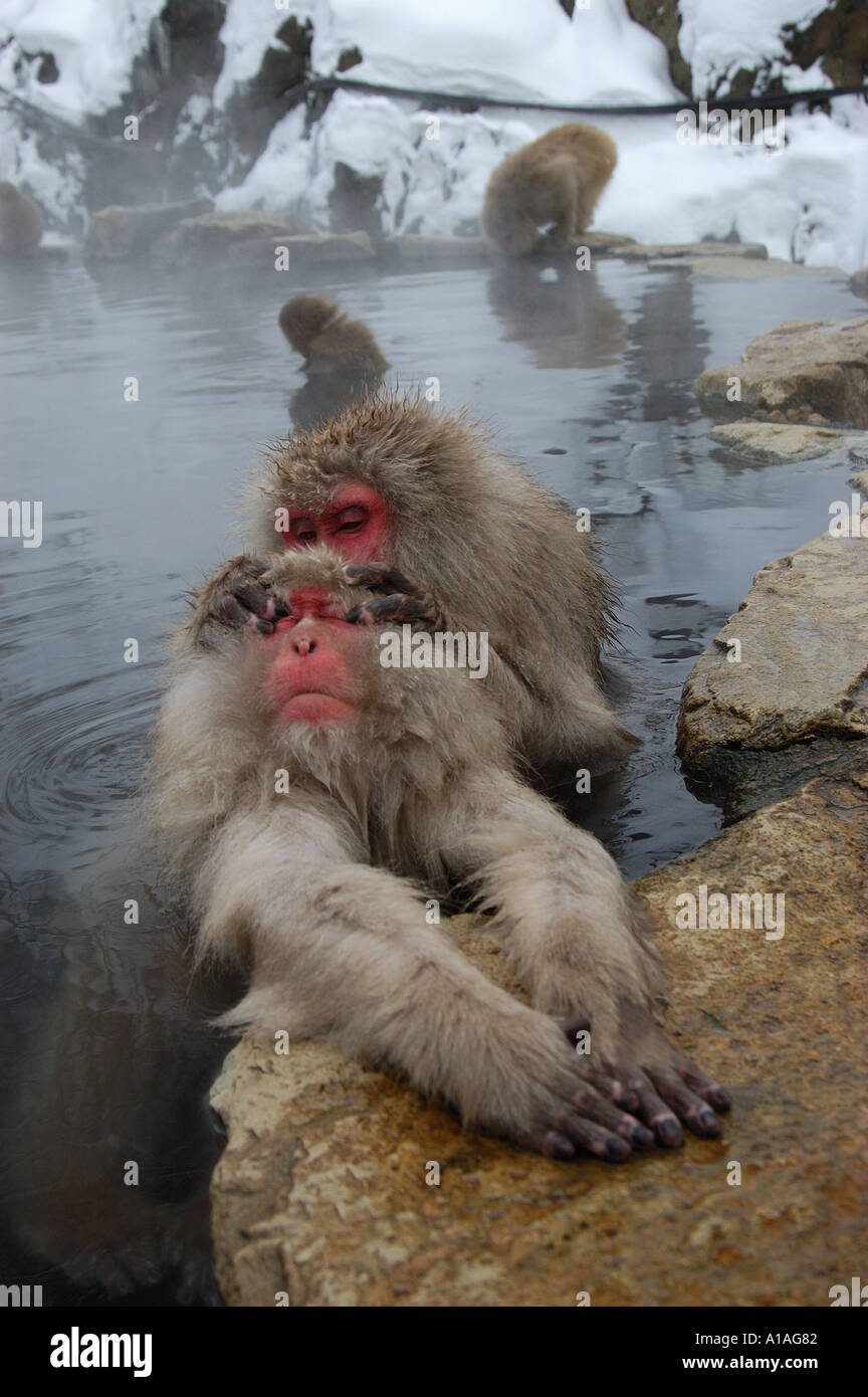 Japanese Macaques grooming in hot spring Nagano Japan Stock Photo - Alamy