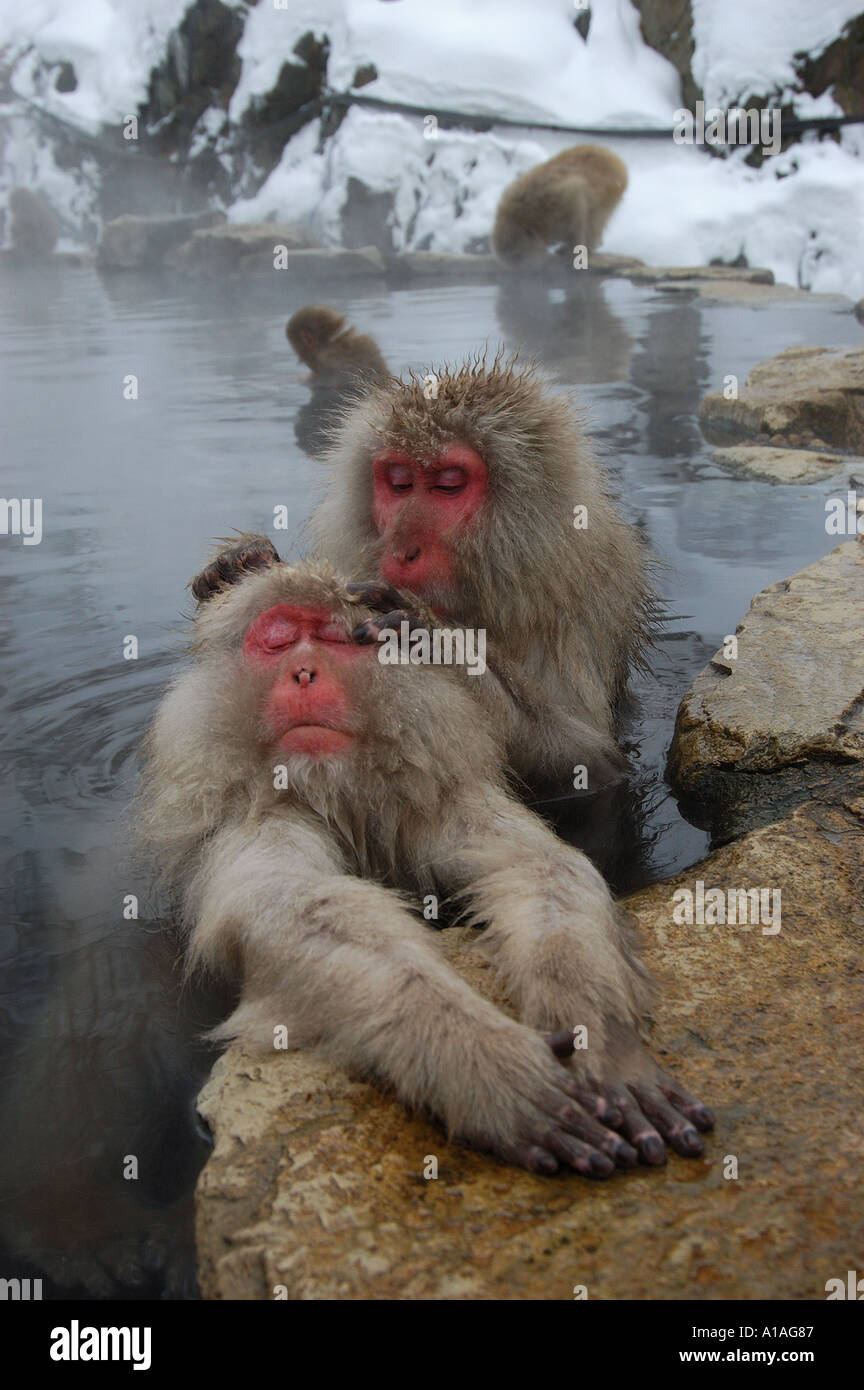 Japanese Macaque grooming in hot spring Nagano Japan Stock Photo - Alamy