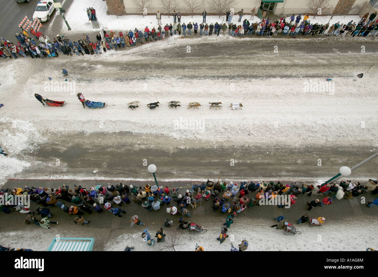 USA Alaska Anchorage Overhead view of musher and team race down 4th ...