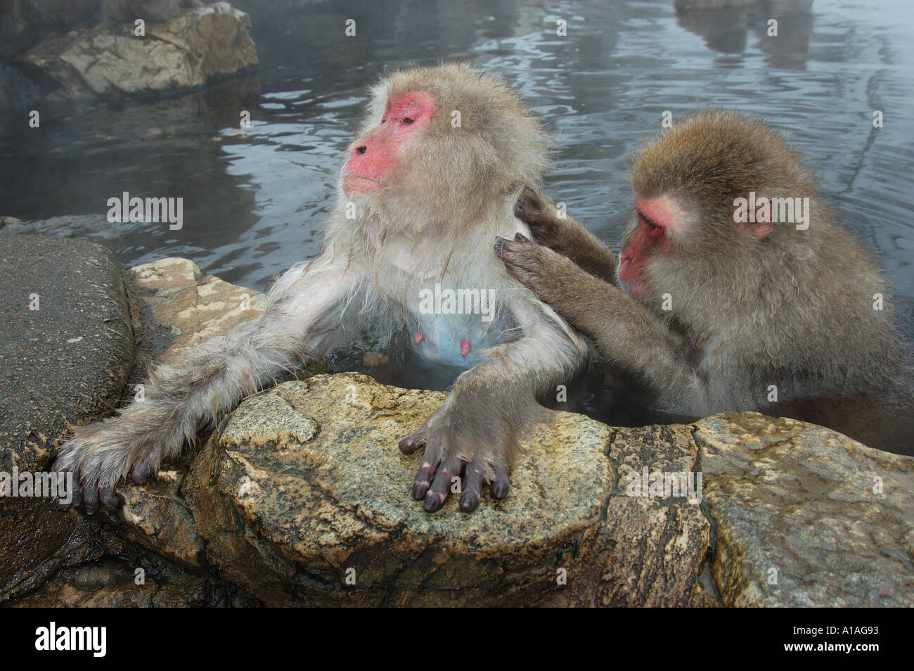 Japanese Macaque being groomed in hot spring Nagano Japan Stock Photo ...