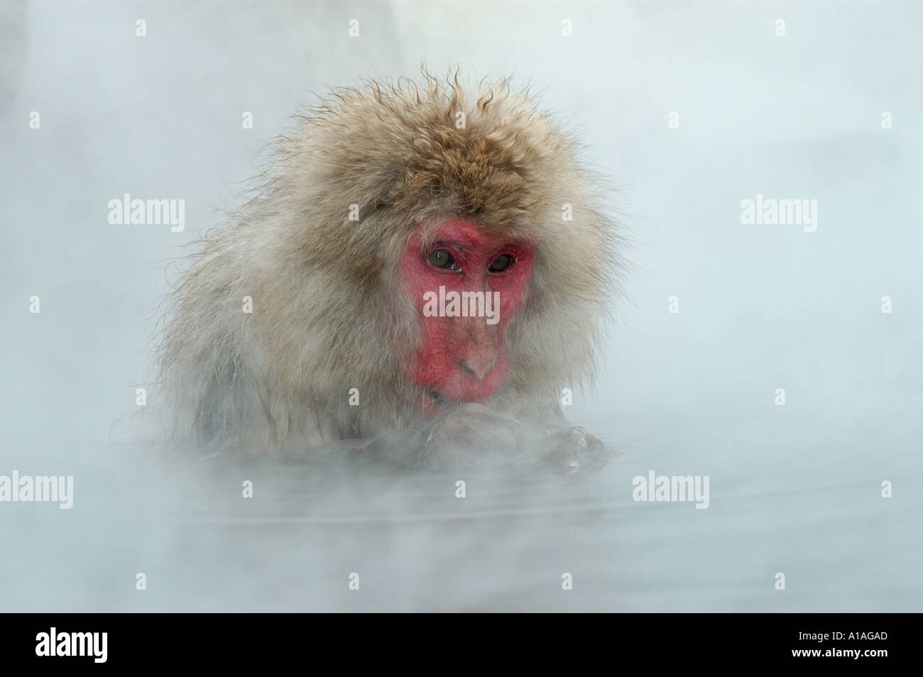Japanese Macaque in steam in hot spring Nagano Japan Stock Photo - Alamy