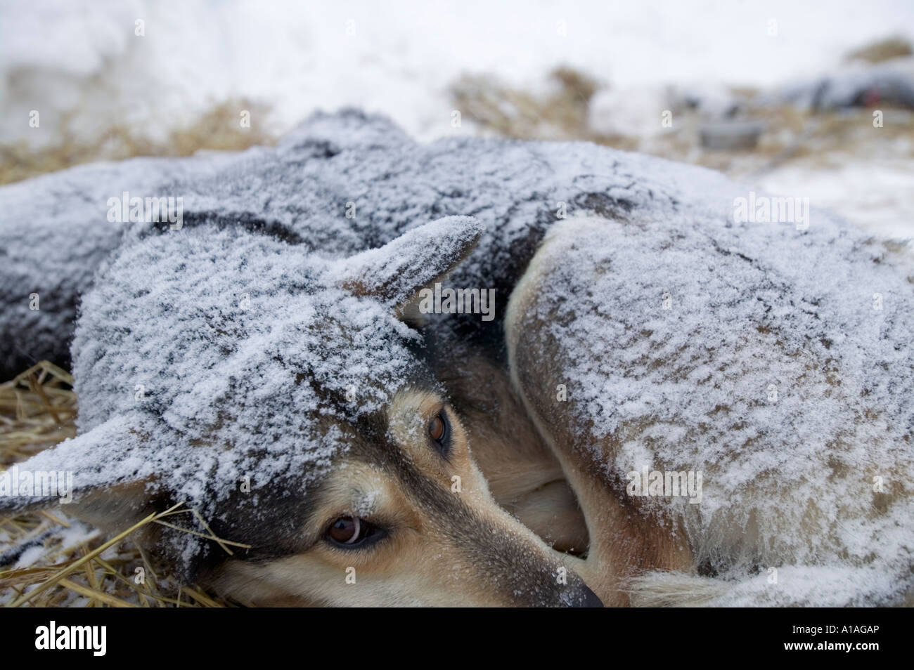 Anvik, Alaska High Resolution Stock Photography and Images - Alamy