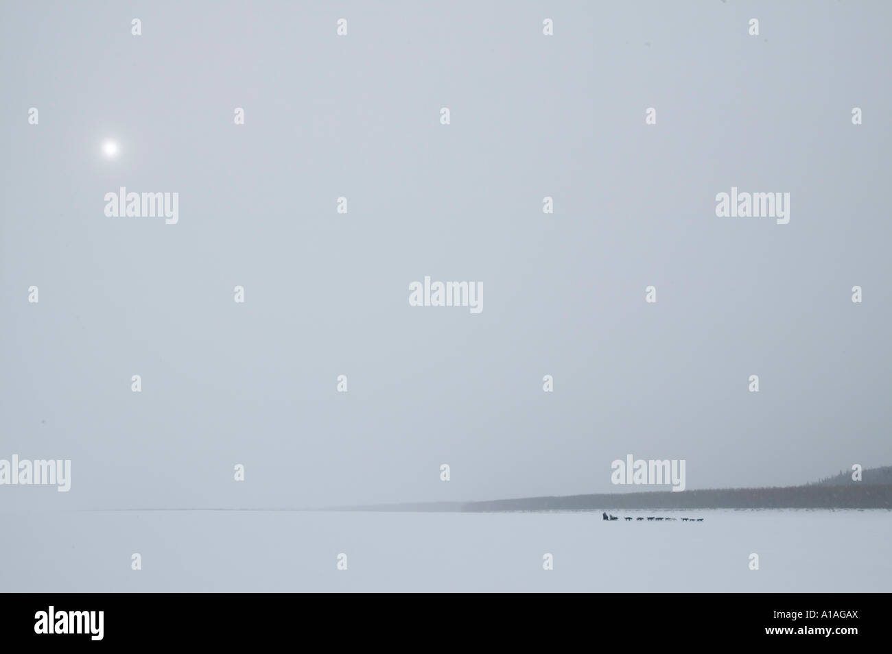 USA Alaska Anvik Musher Martin Buser races team down frozen Yukon River ...