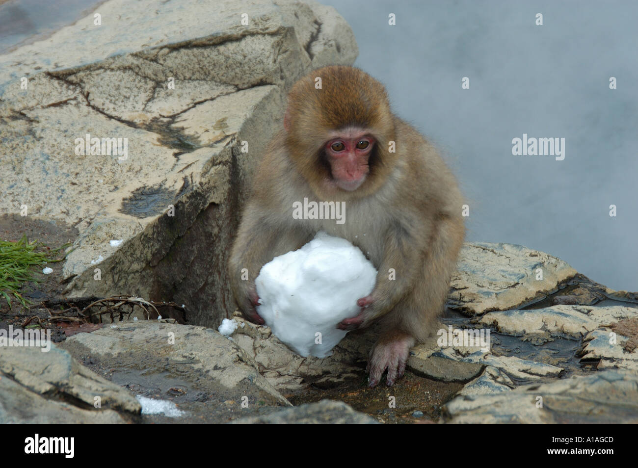 Japanese Macaque holding a snowball Nagano Japan Stock Photo - Alamy