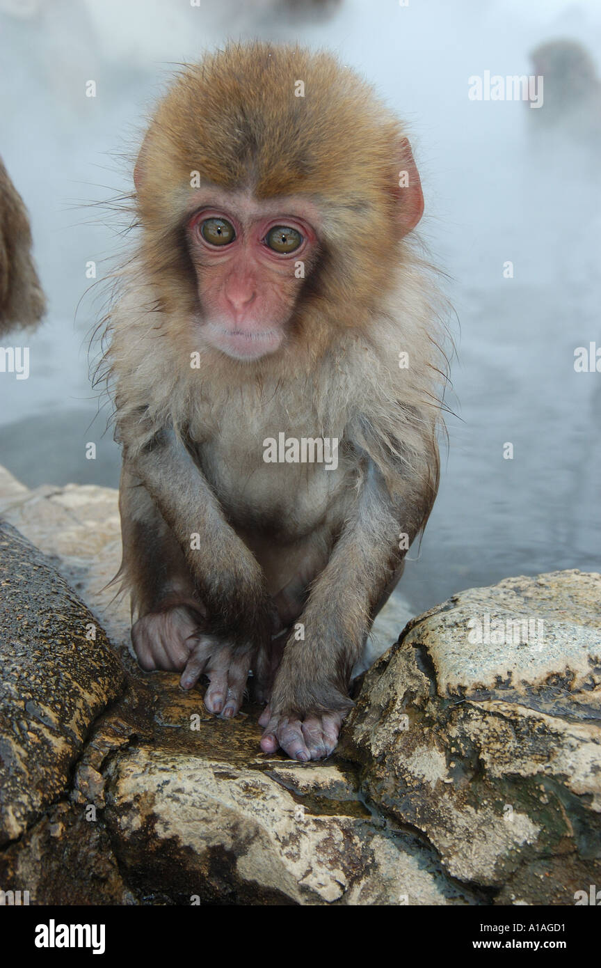 Young Japanese Macaque resting on edge of hot spring Stock Photo - Alamy