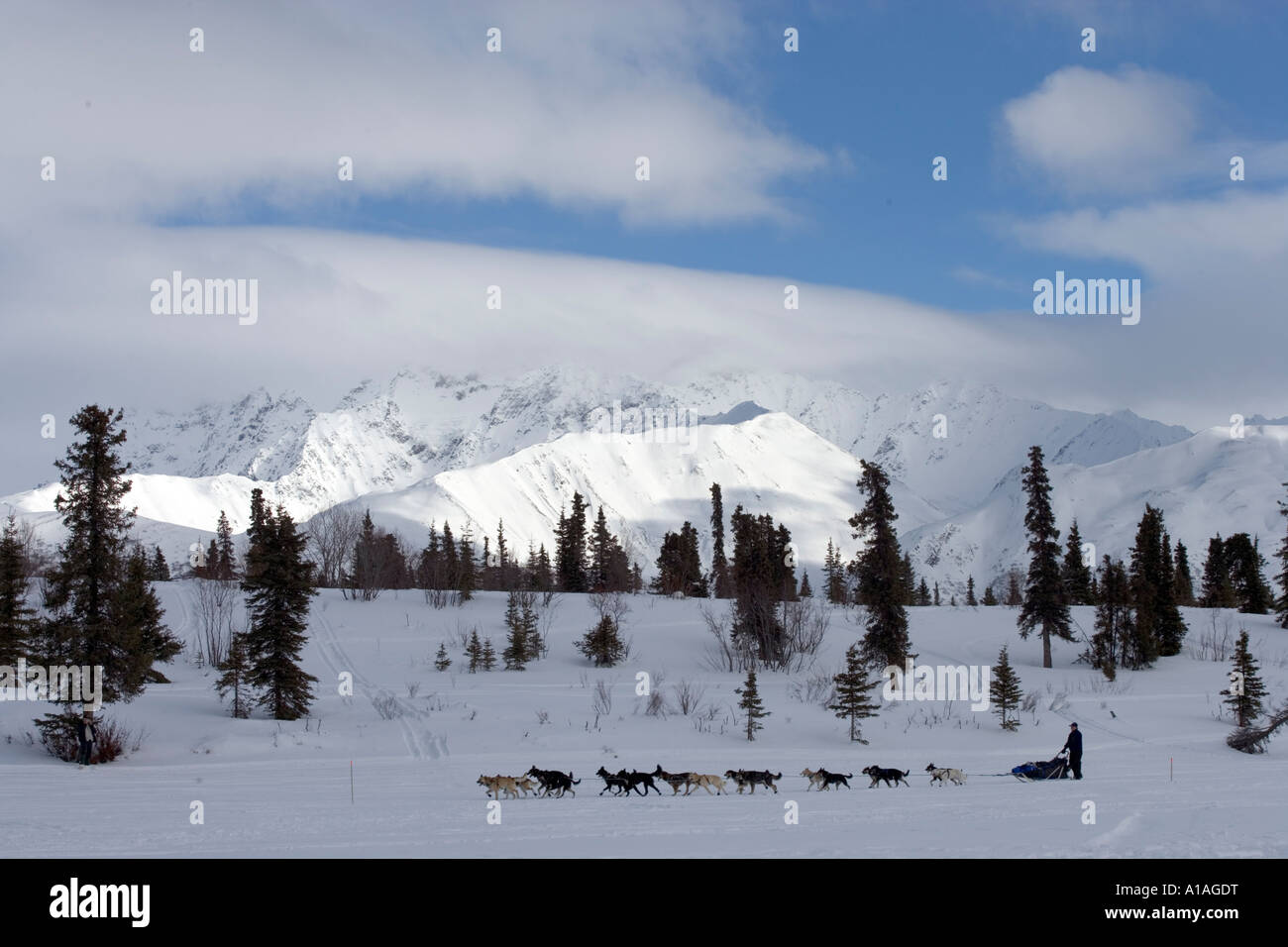 USA Alaska Musher with dog team arrives on snow covered Puntilla Lake ...