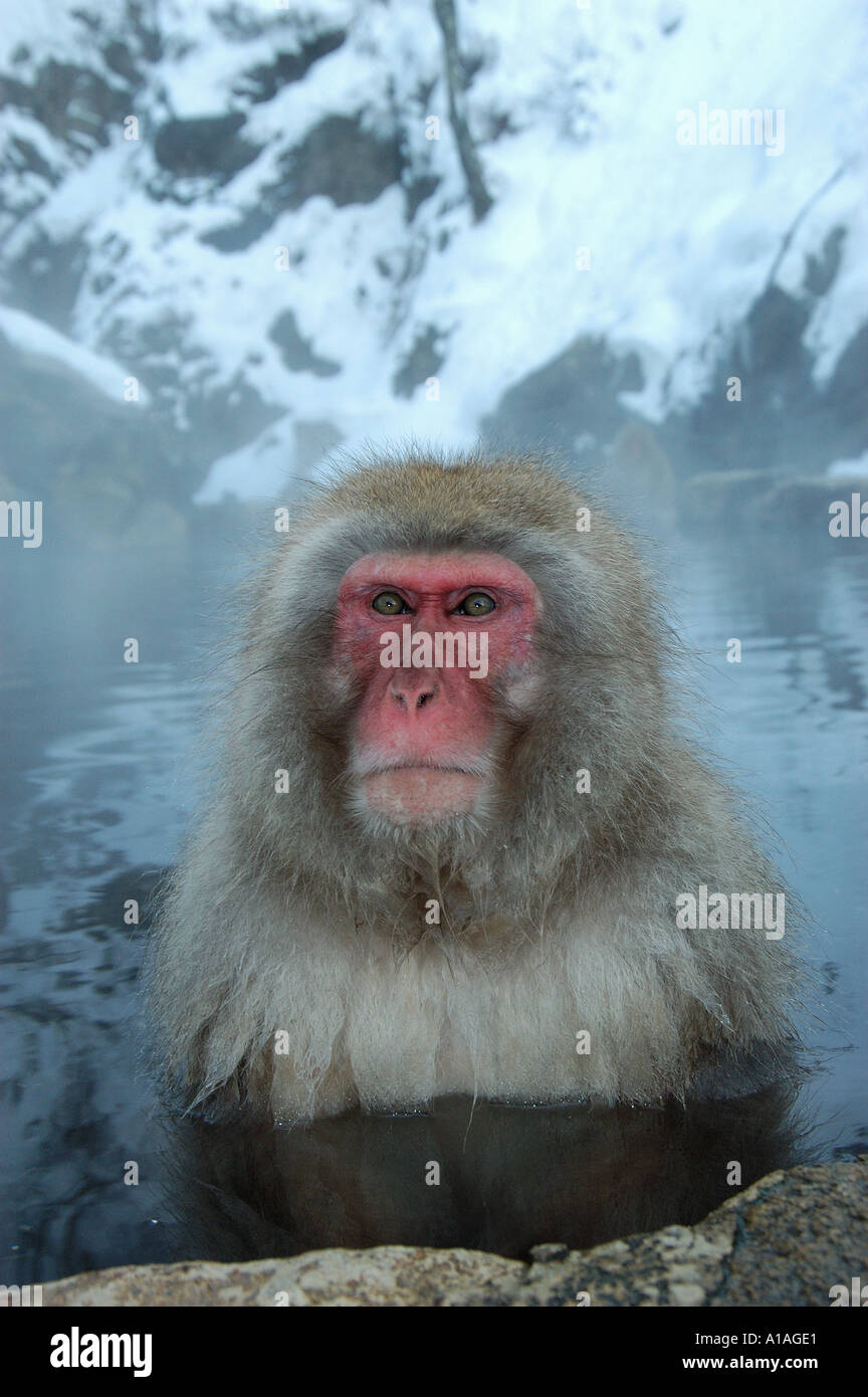 Japanese Macaque in hot spring Nagano Japan Stock Photo - Alamy