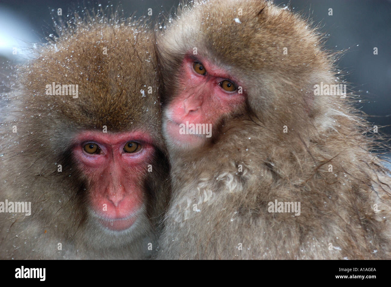 Japanese macaques macaca fuscata faces hi-res stock photography and ...