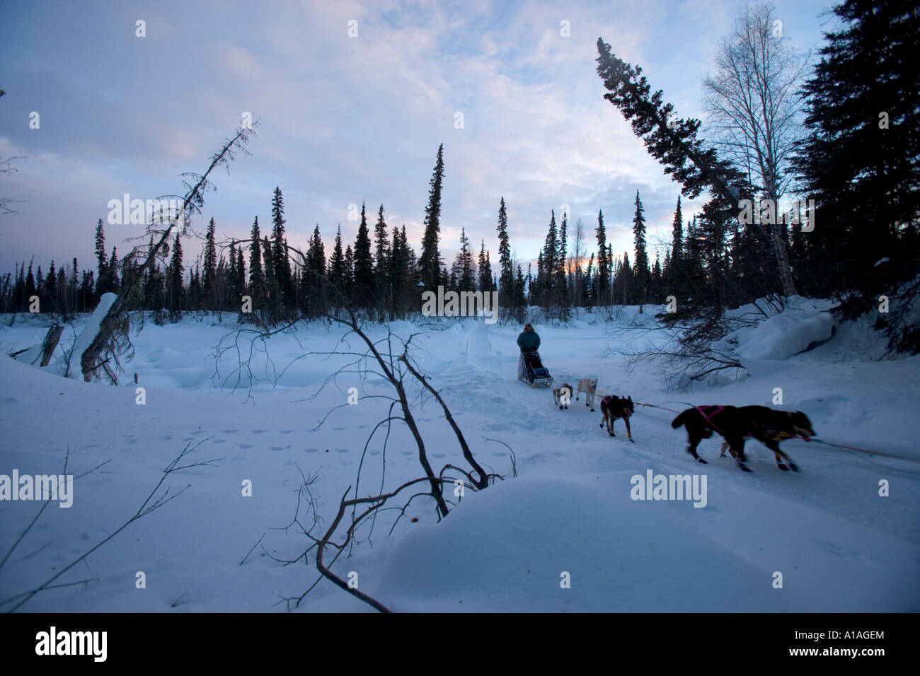USA Alaska Musher Rick Swenson races team across frozen stream east of ...