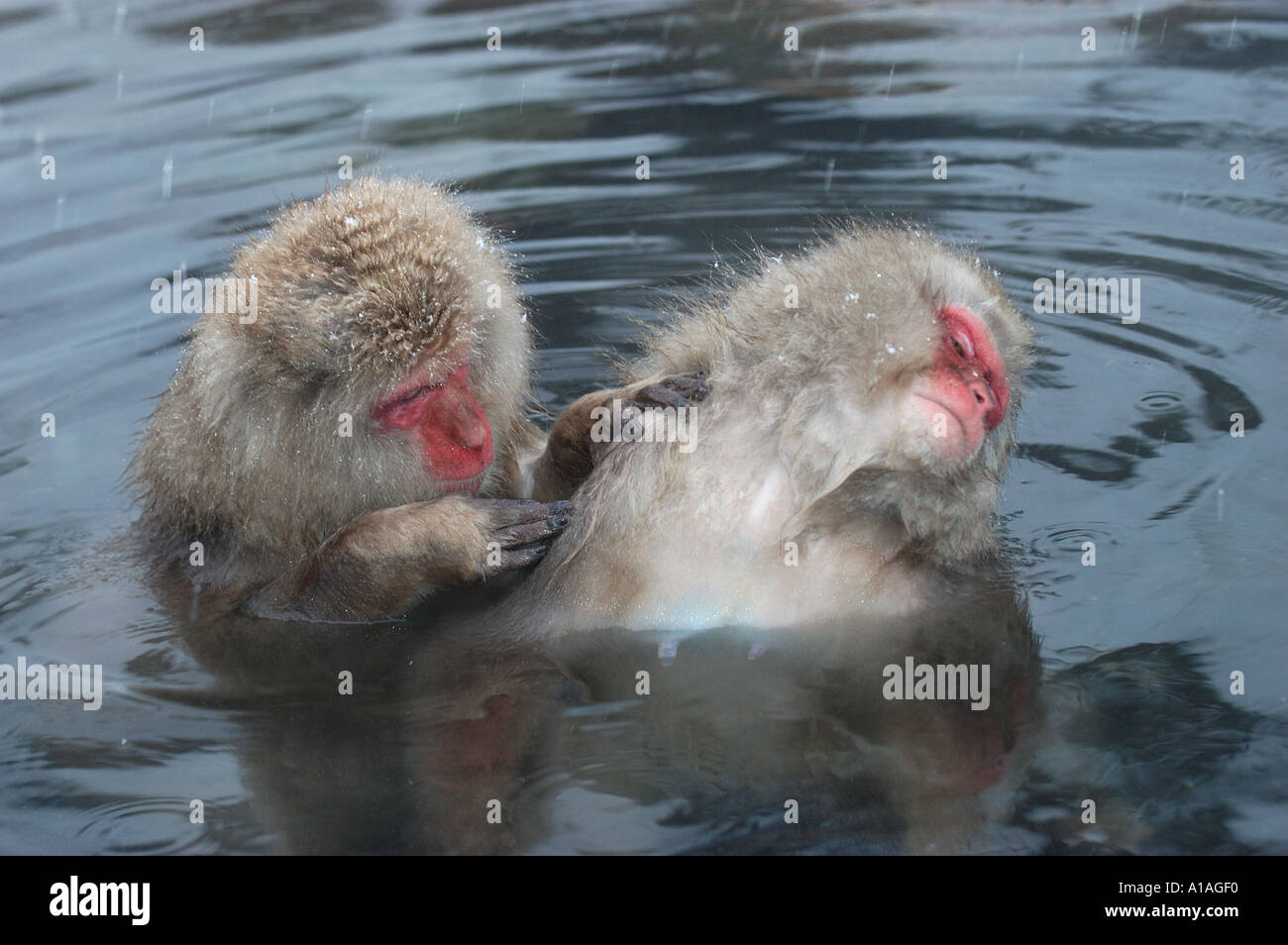 Pair of Japanese Macaques grooming in hot spring Nagano Japan Stock ...