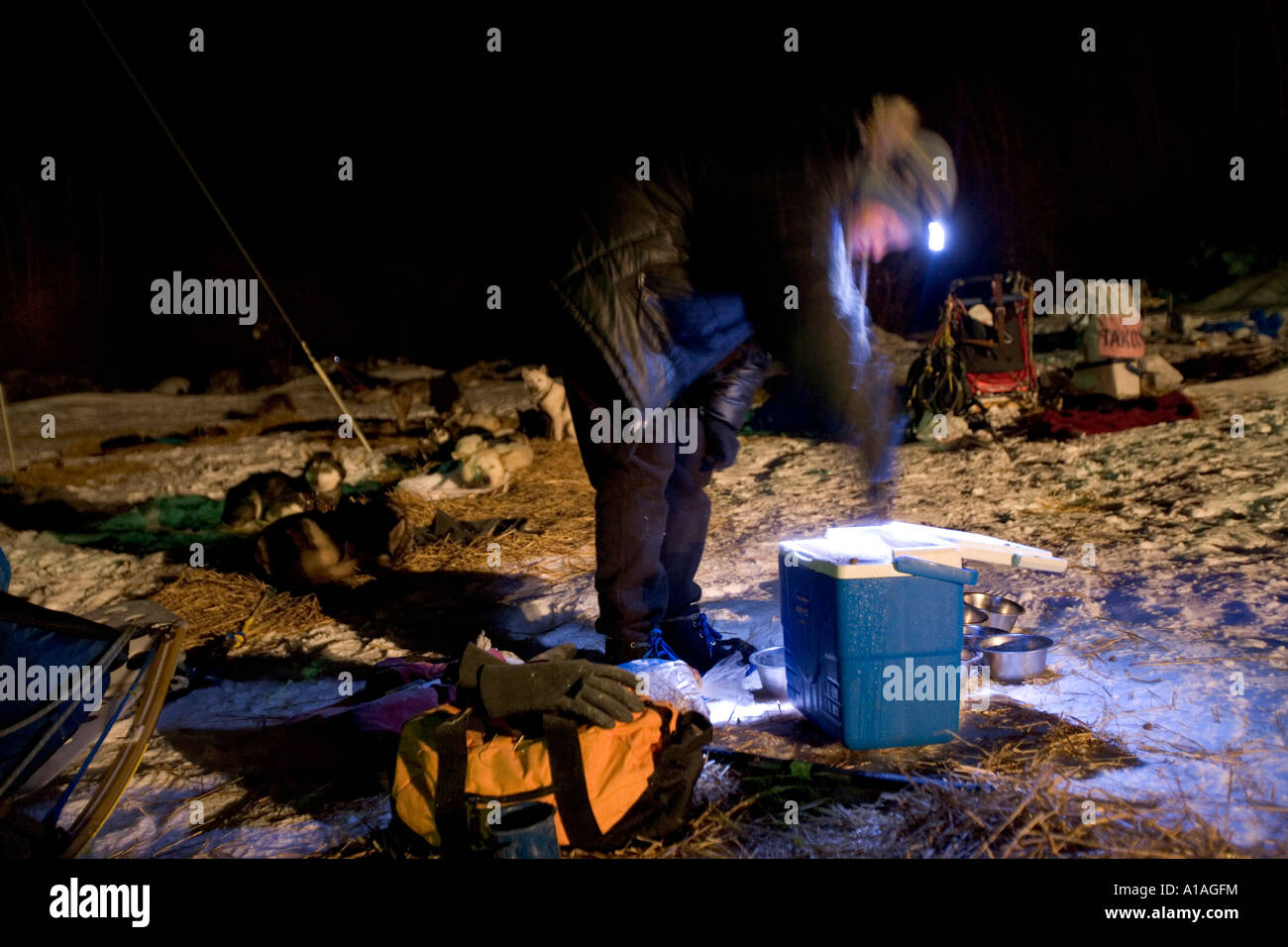 USA Alaska Takotna Musher prepares hot food for dog team after arriving ...