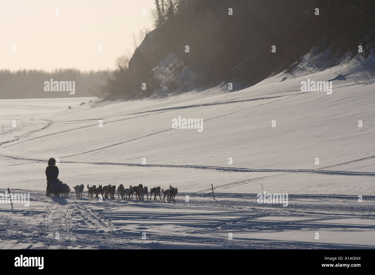 USA Alaska Anvik Musher and dog team race along snow covered Yukon ...