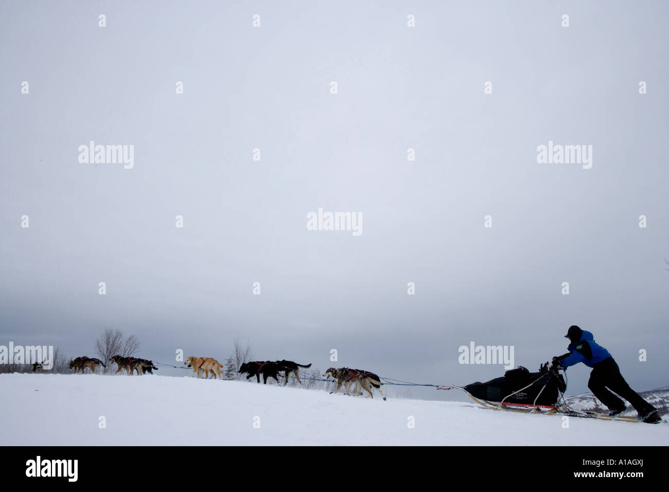 USA Alaska Unalakleet Musher and dog team racing through hills ...