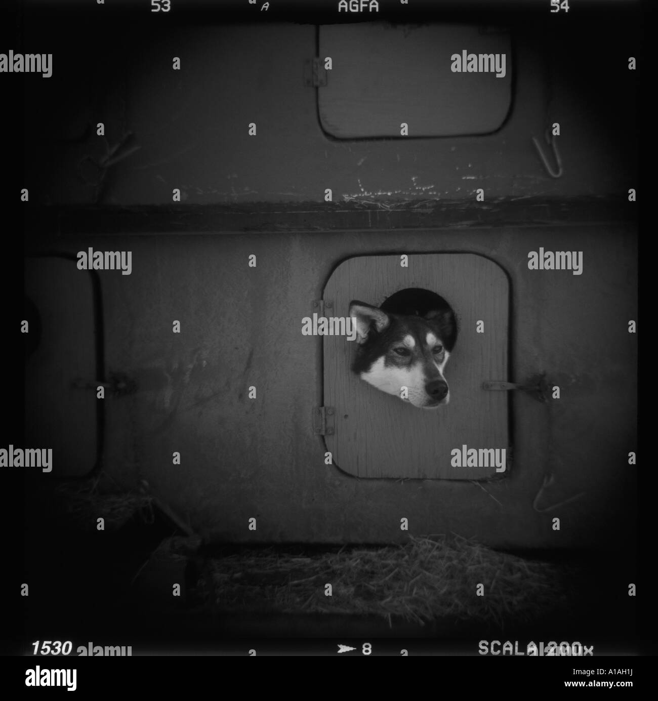 USA Alaska Willow Blurred black white Holga image of sled dog peering ...