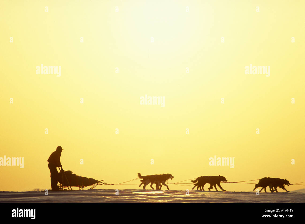 USA Alaska Musher Rick Mackey races past setting sun out of Koyuk ...