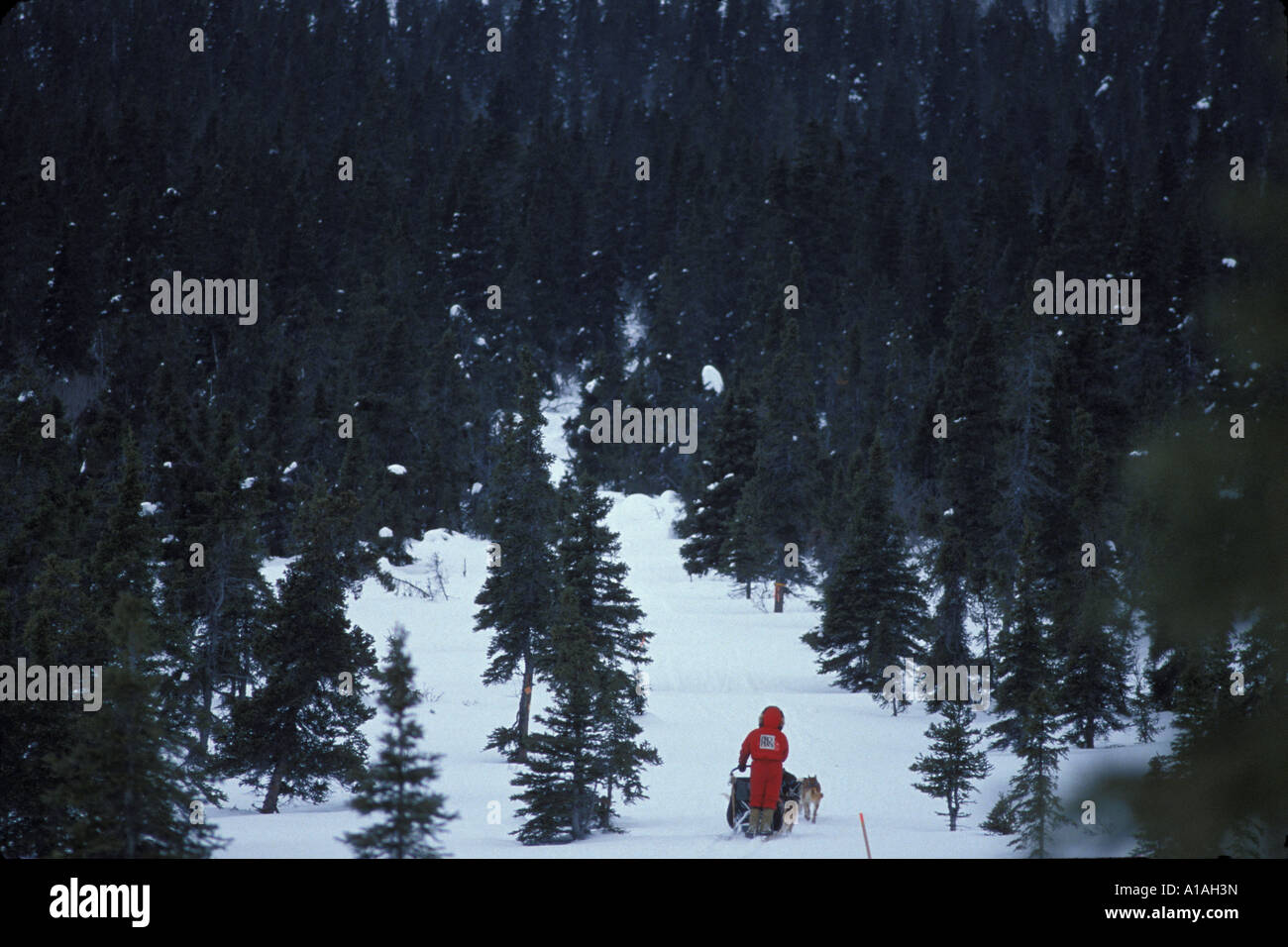 USA Alaska Musher Susan Butcher races through forest toward White ...