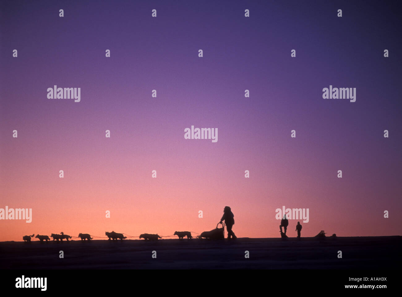Musher dusk hi-res stock photography and images - Alamy