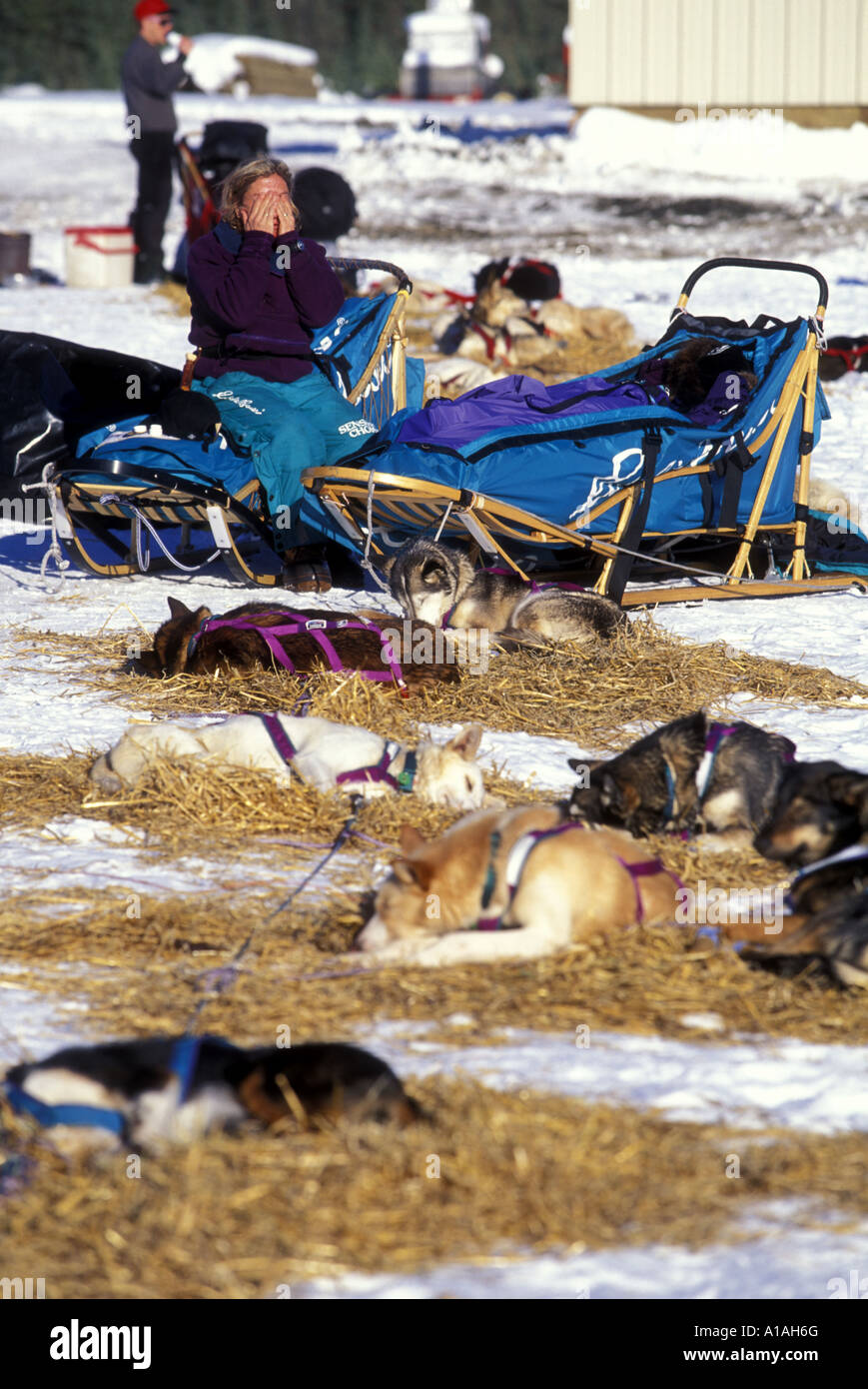 USA Alaska Musher Dee Dee Jonrowe relaxes with team at checkpoint in ...