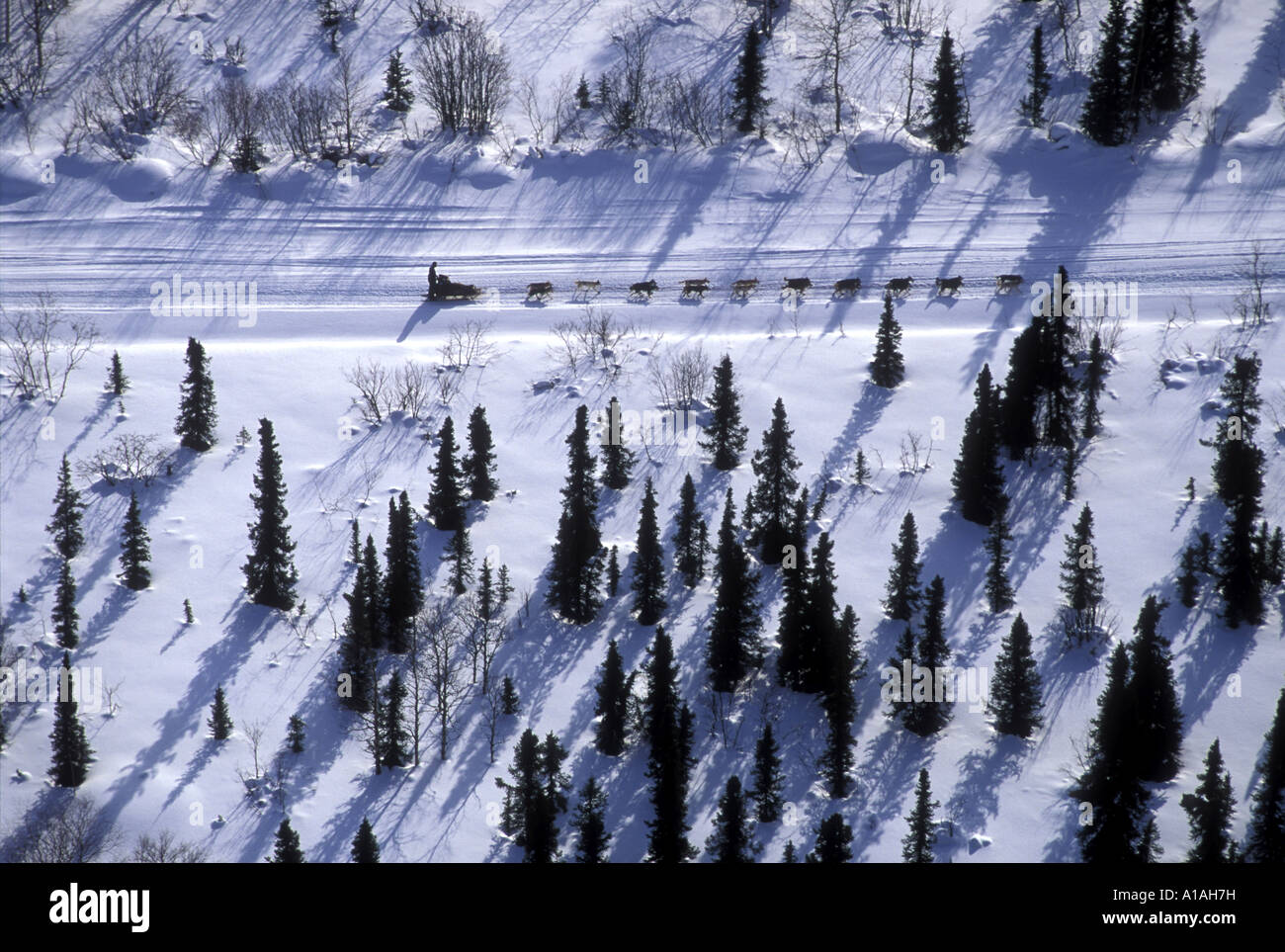 USA Alaska Aerial view of musher racing along trail near Cripple ...