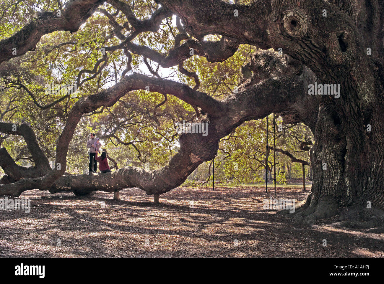 SOUTH CAROLINA CHARLESTON ANGEL OAK The oldest living thing west of the ...