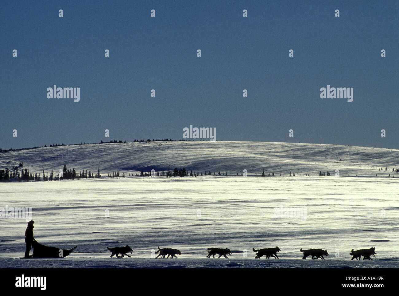 USA Alaska Musher Susan Butcher races dog team across Bering Sea Ice ...