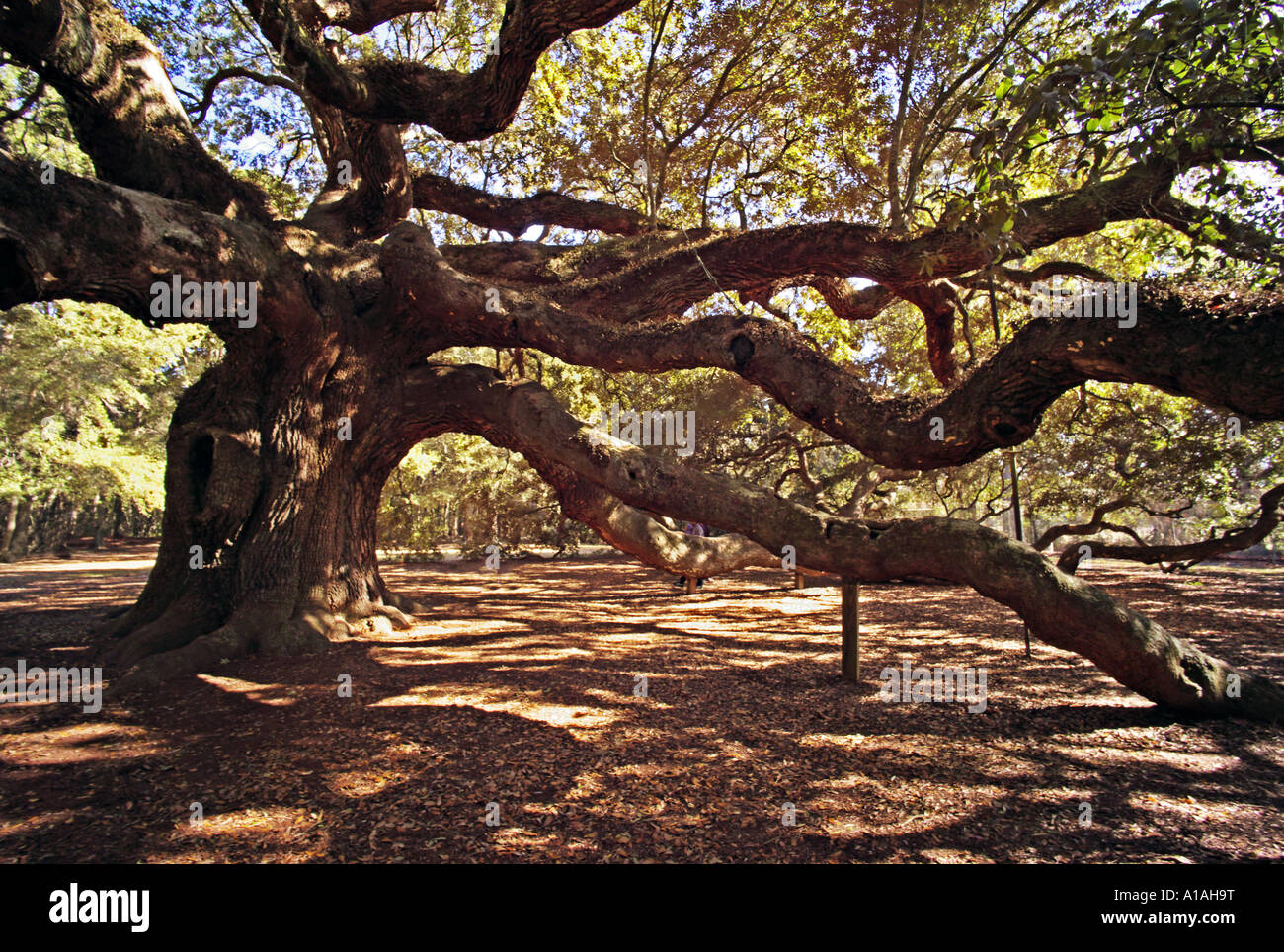 SOUTH CAROLINA CHARLESTON ANGEL OAK The oldest living thing west of the ...