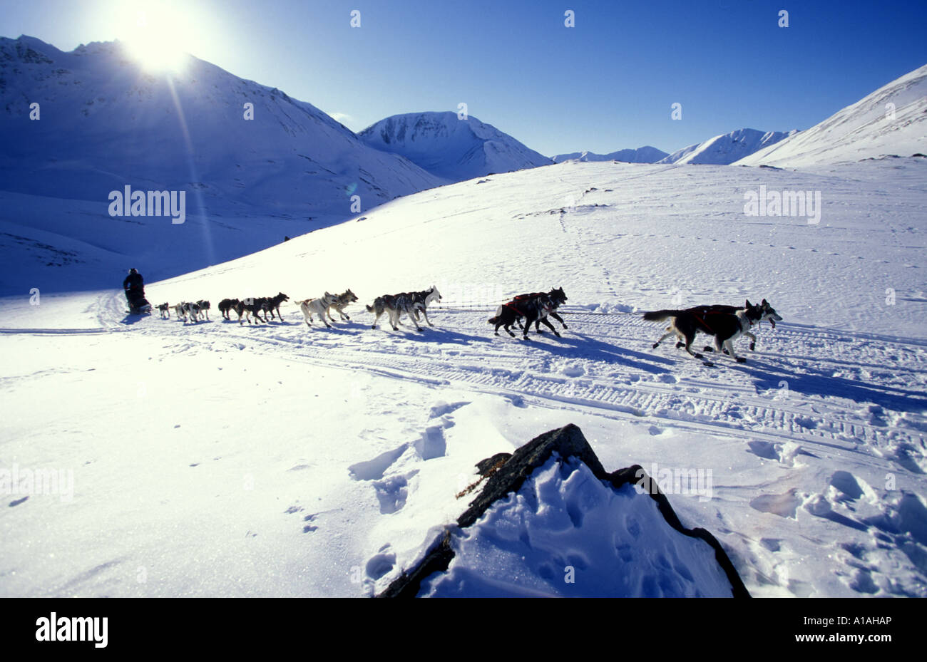 USA Alaska Musher races over trail through Rainy Pass in Alaska Range ...