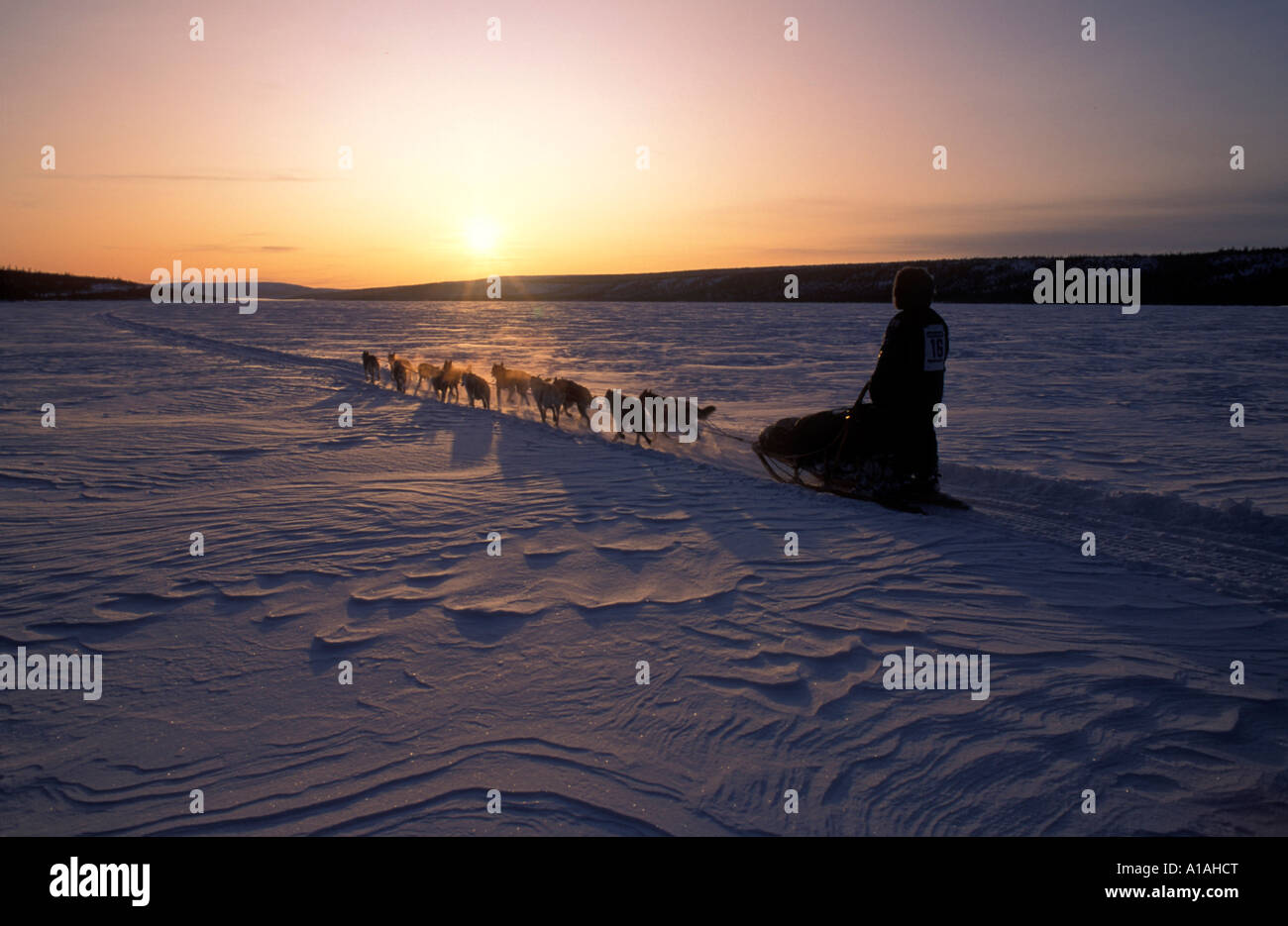 300 sled dog race hi-res stock photography and images - Alamy