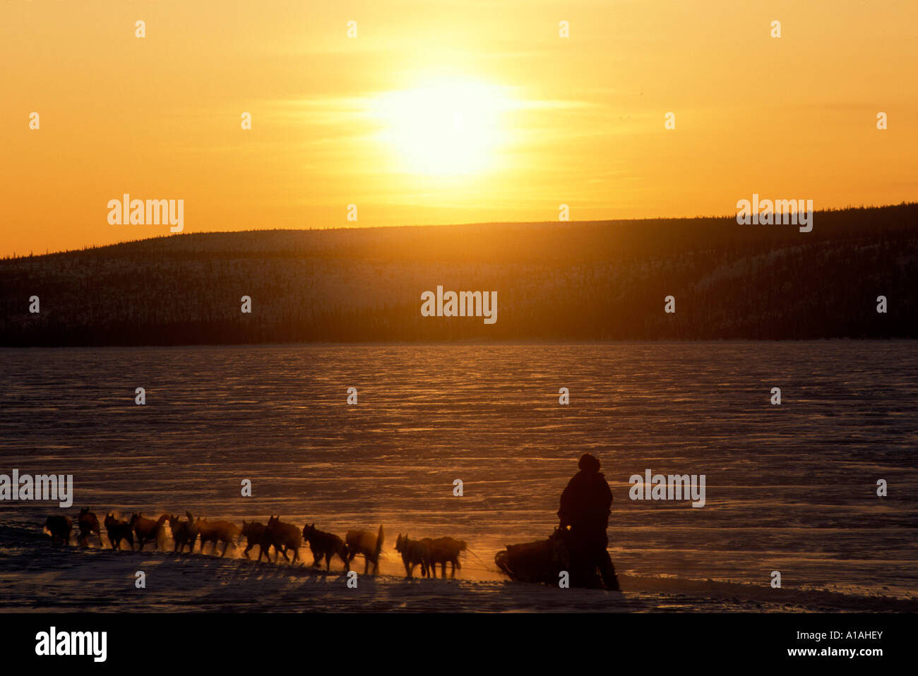 USA Alaska Musher races across Paxson Lake at sunset during Copper ...