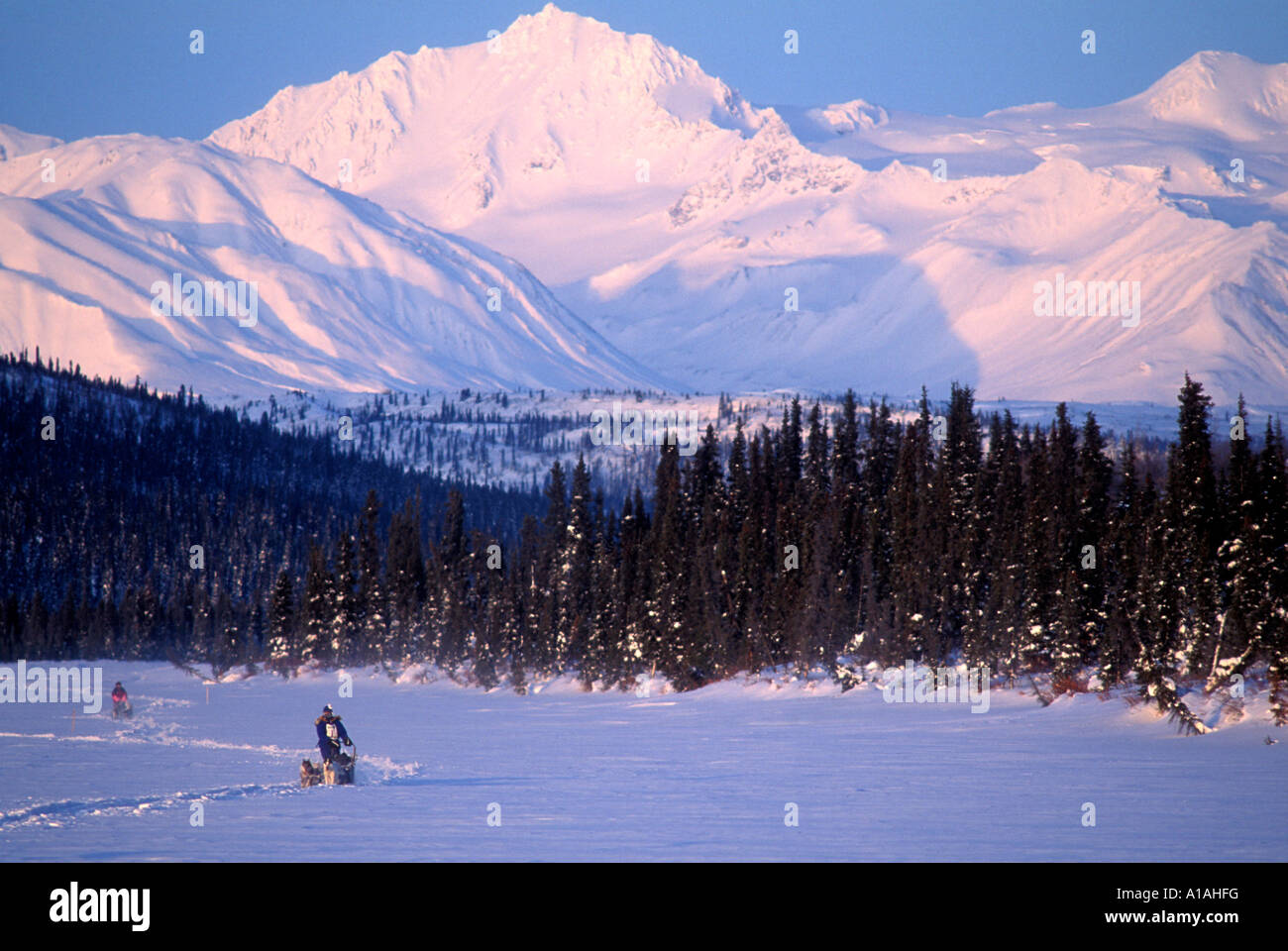 300 sled dog race hi-res stock photography and images - Alamy