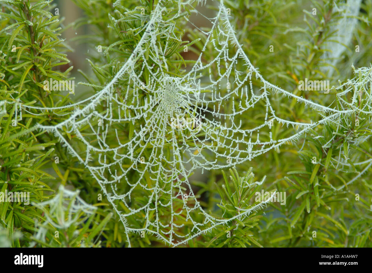 Rosemary plant with a frosty cobweb Stock Photo - Alamy