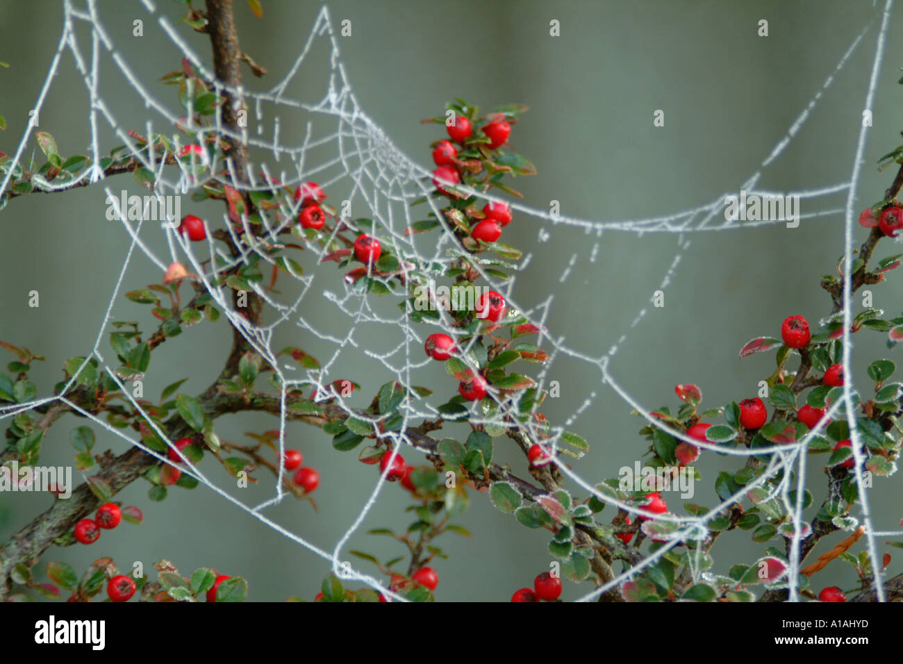 Red berries covered with a frosty cobweb Stock Photo - Alamy