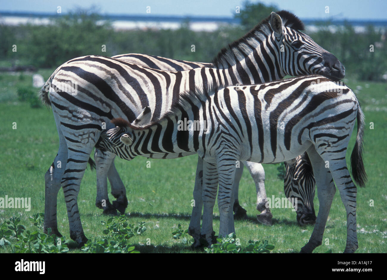 Baby zebra nursing hi-res stock photography and images - Alamy