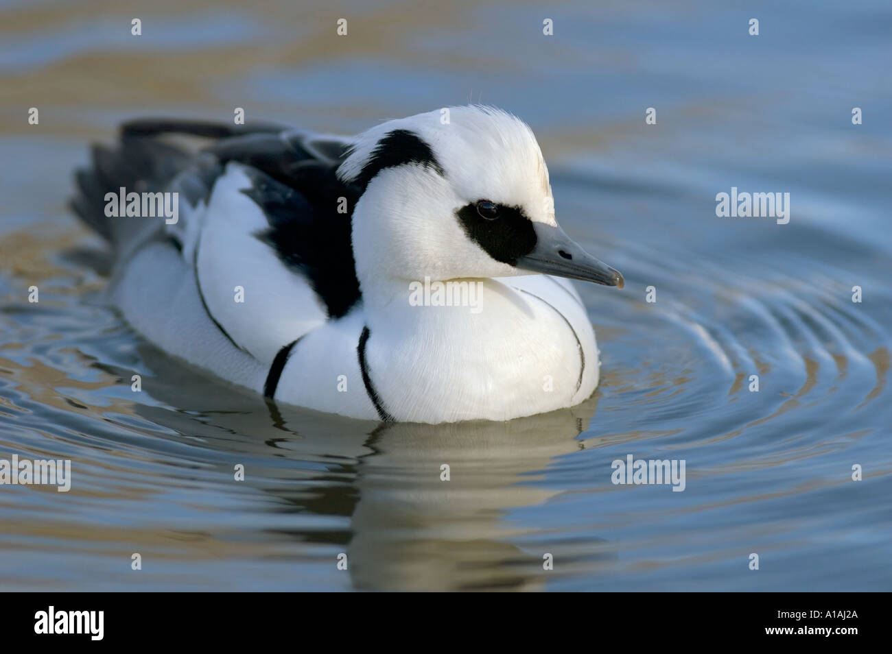 Smew Mergus albellus male Stock Photo - Alamy