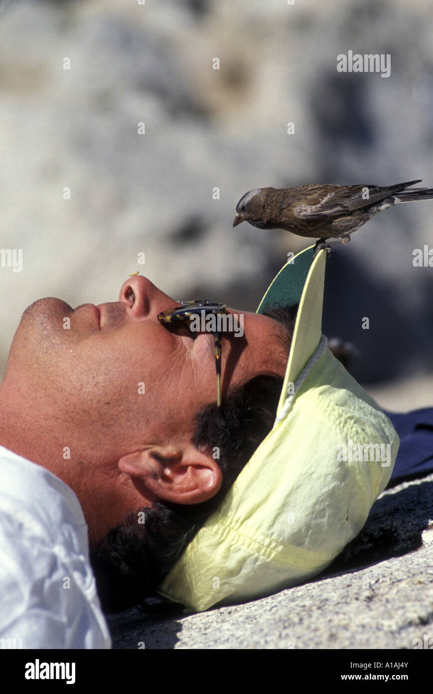 USA California Sequoia National Park MR Small bird visits Jim Marcum ...