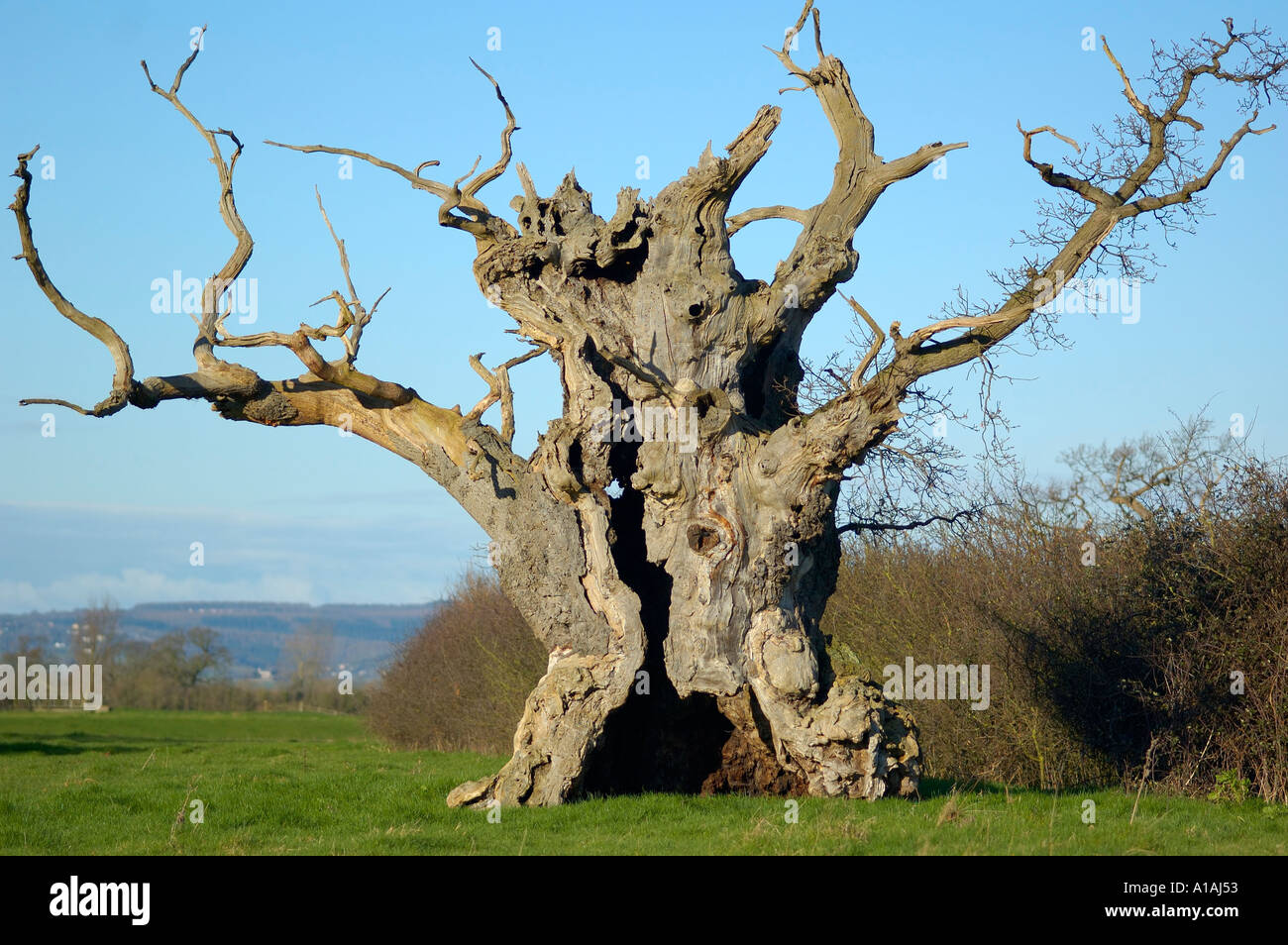 Old Hollow Oak Tree Quercus robur Stock Photo - Alamy