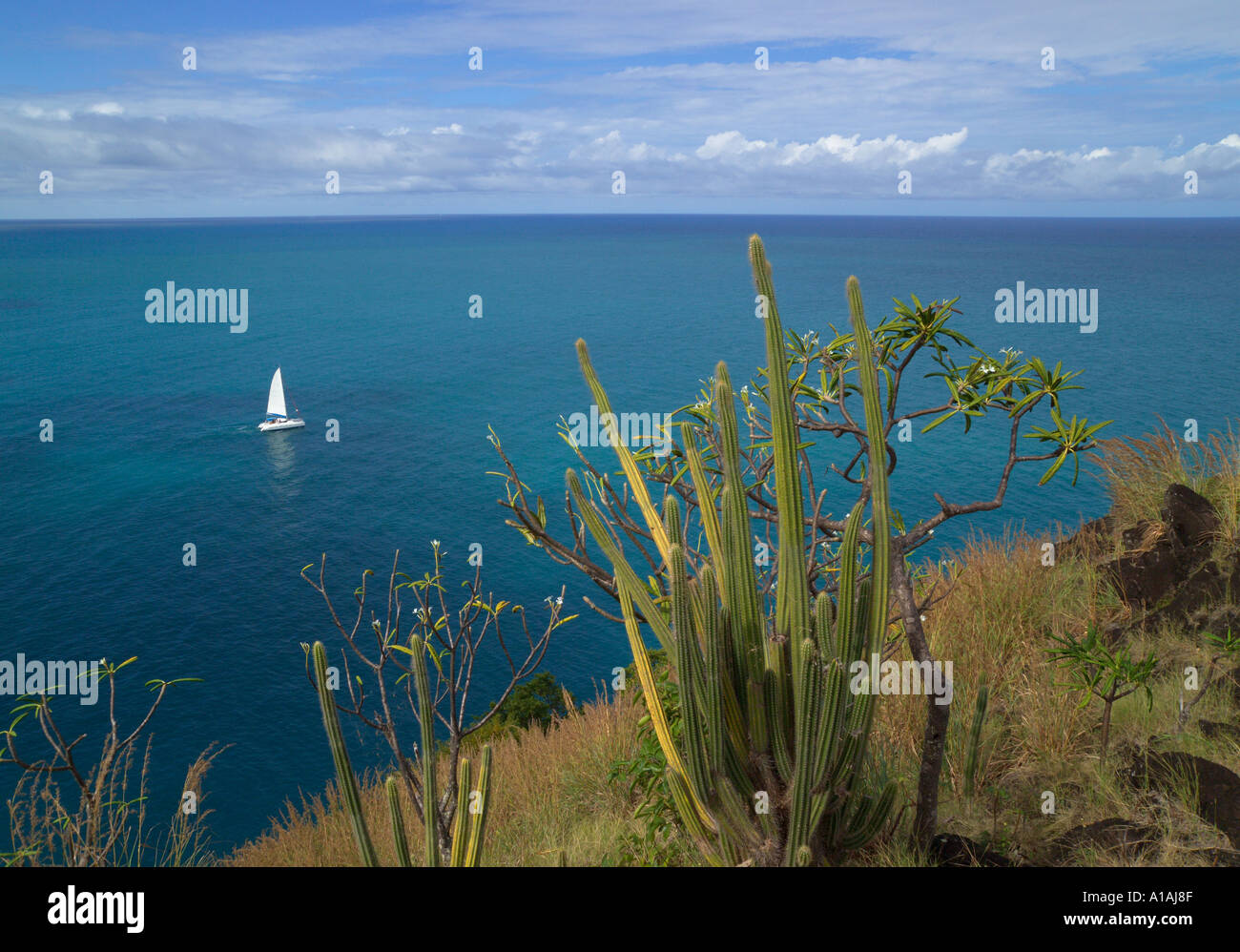 Catamaran "Rodney Bay" sailing St Lucia Caribbean Stock Photo - Alamy