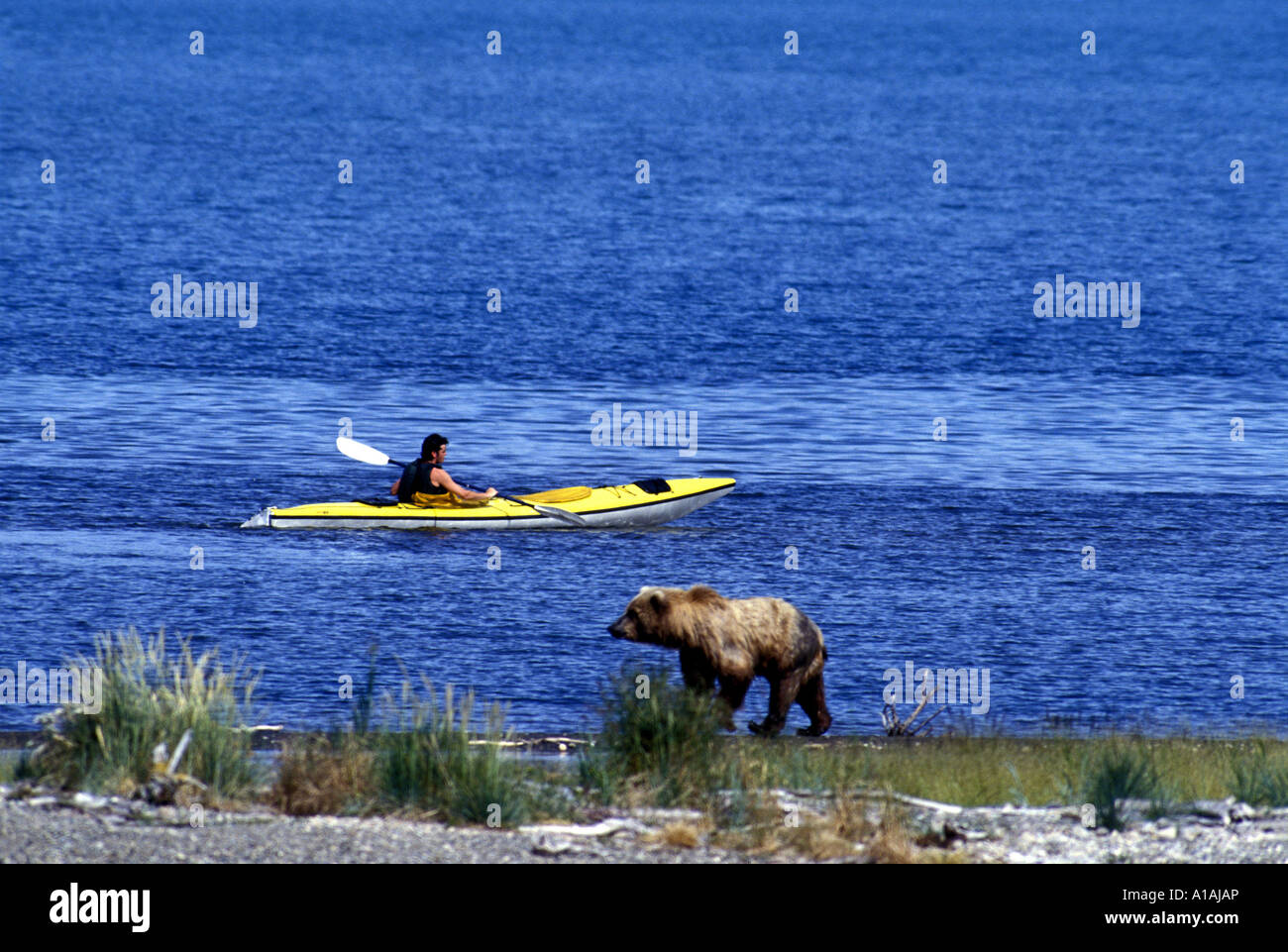 USA Alaska Katmai National Park MR Josh Lindgren sea kayaks by Grizzly ...