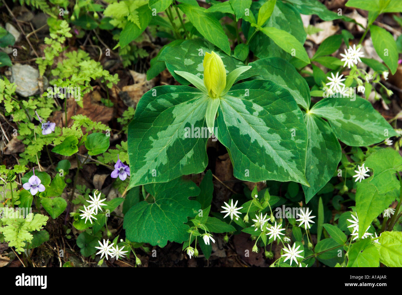 The Yellow Trillium and chickweed wildflowers in The Great Smoky ...