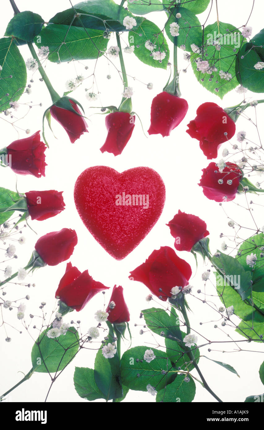 Red rose many buds hi-res stock photography and images - Alamy